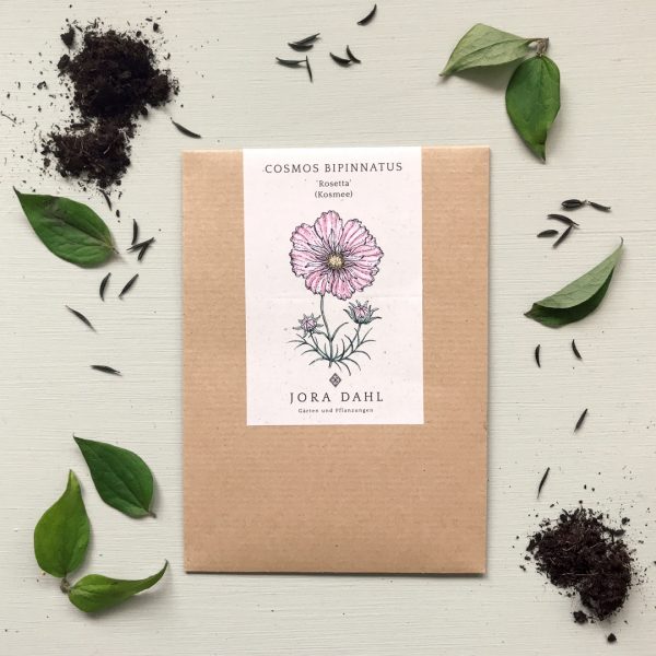 Cosmos bipinnatus 'Rosetta' (Kosmee) - Jora Dahl