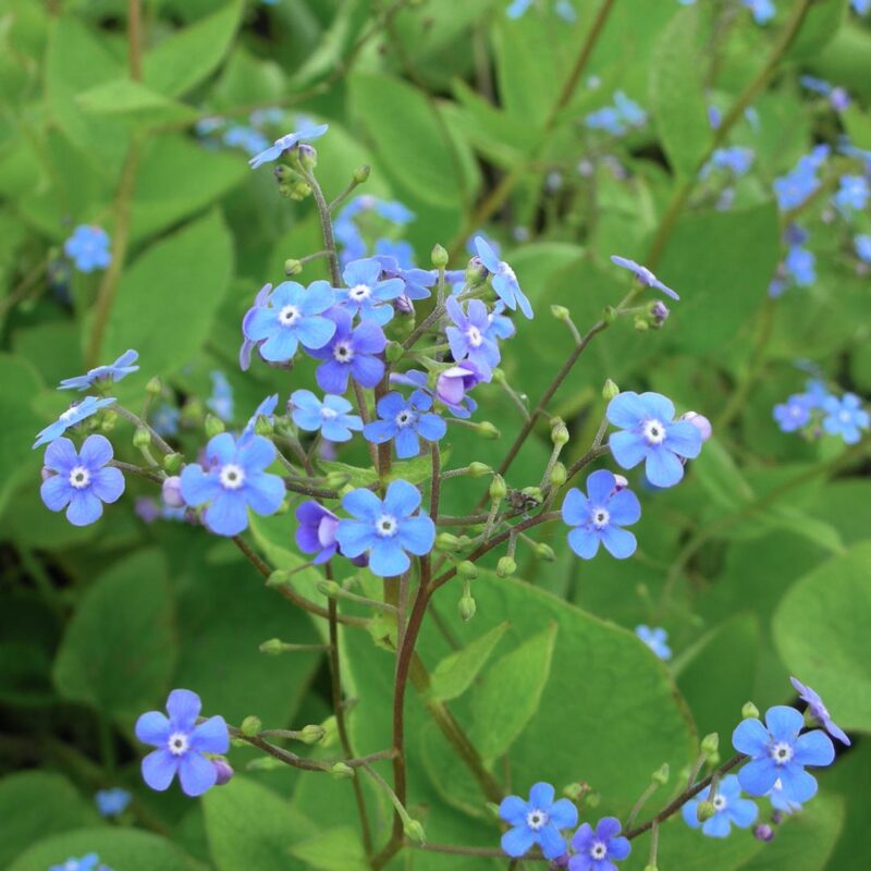 Brunnera macrophylla (Siberian Bugloss) | Jora Dahl