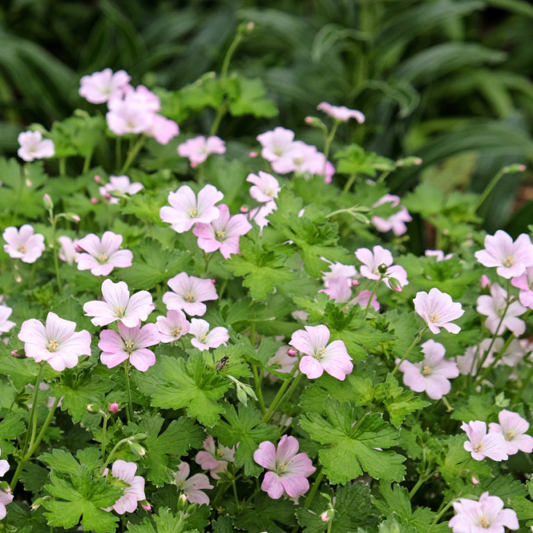 Geranium Hybride 'Dreamland' (Storchschnabel) - Jora Dahl