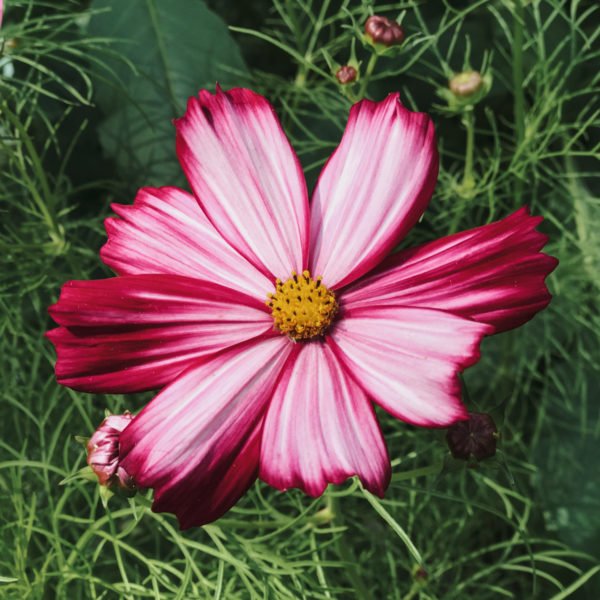Cosmos bipinnatus 'Cupcake Blush' (Kosmee) | Jora Dahl