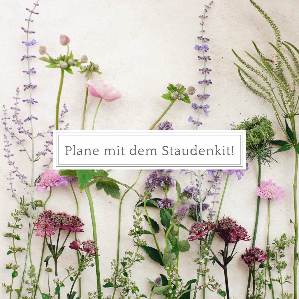 Wie werden eigentlich unsere Stauden produziert? - Jora Dahl