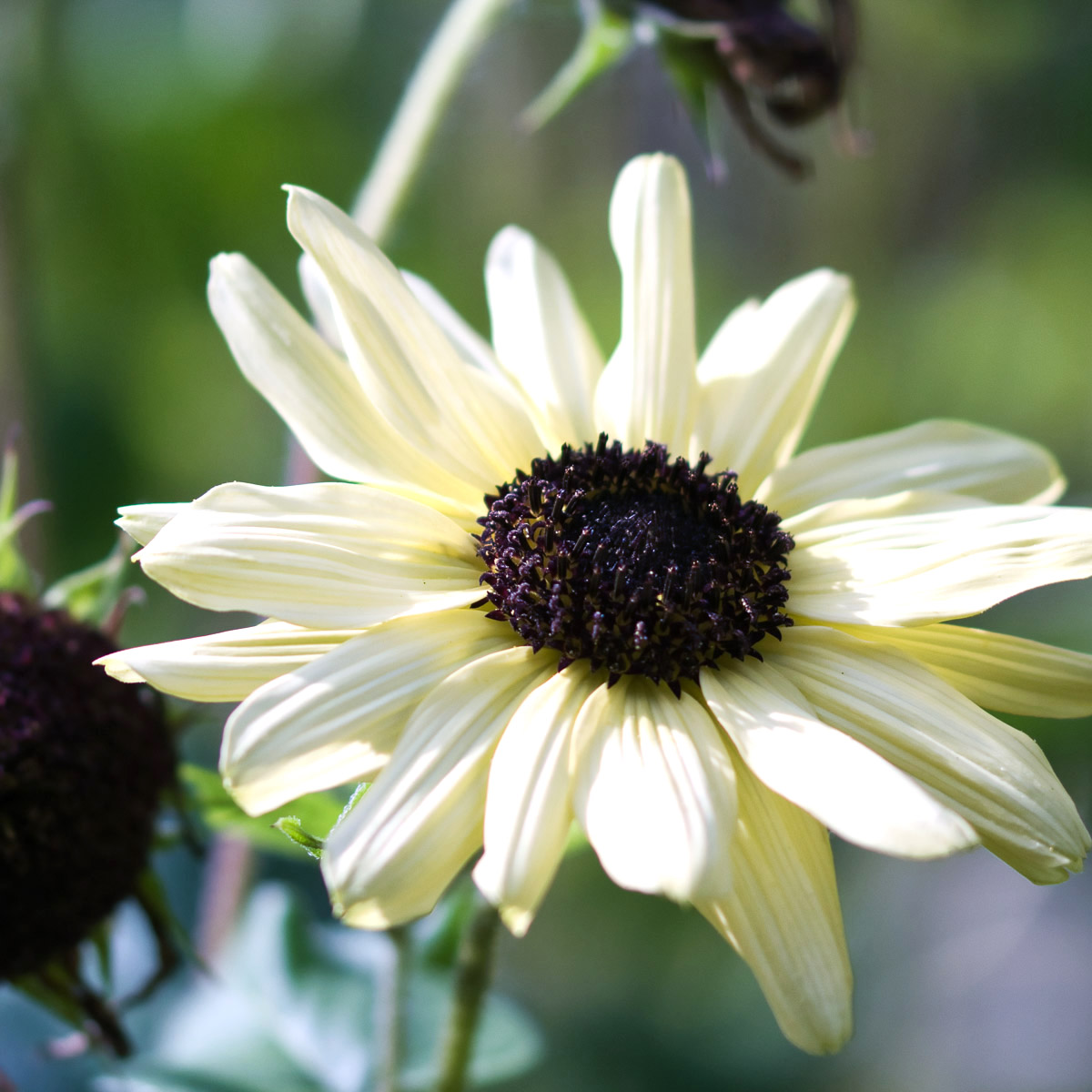 Helianthus debilis 'Vanilla Ice' (Sunflower) - Jora Dahl