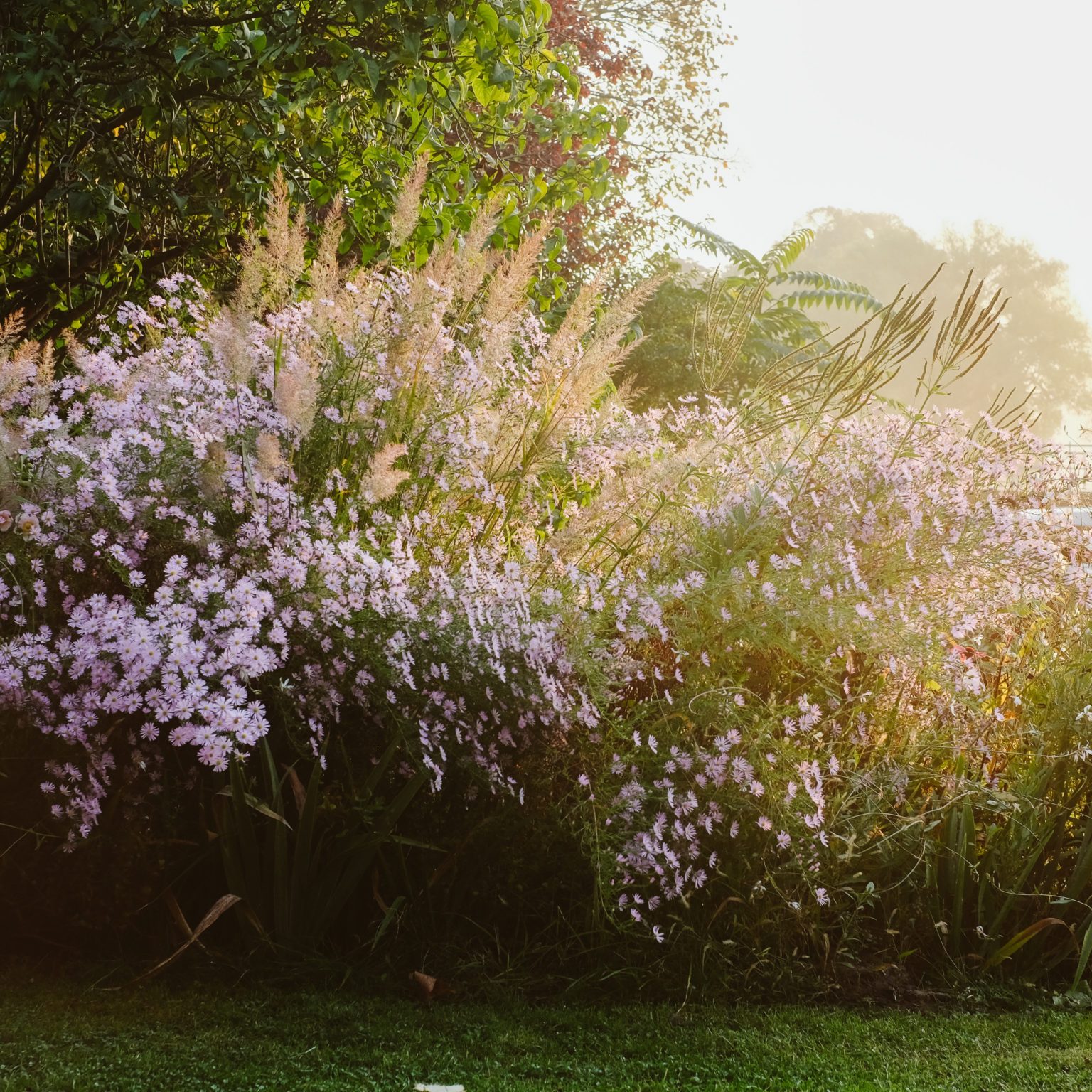 Calamagrostis arundinacea var. brachytricha (Diamantgras) - Jora Dahl