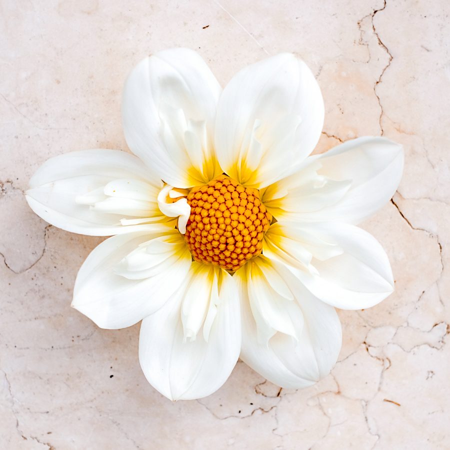 Dahlien | Jora Dahl