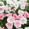Phlox drummondii 'Blushing Bride' (Sommer-Phlox) - Jora Dahl