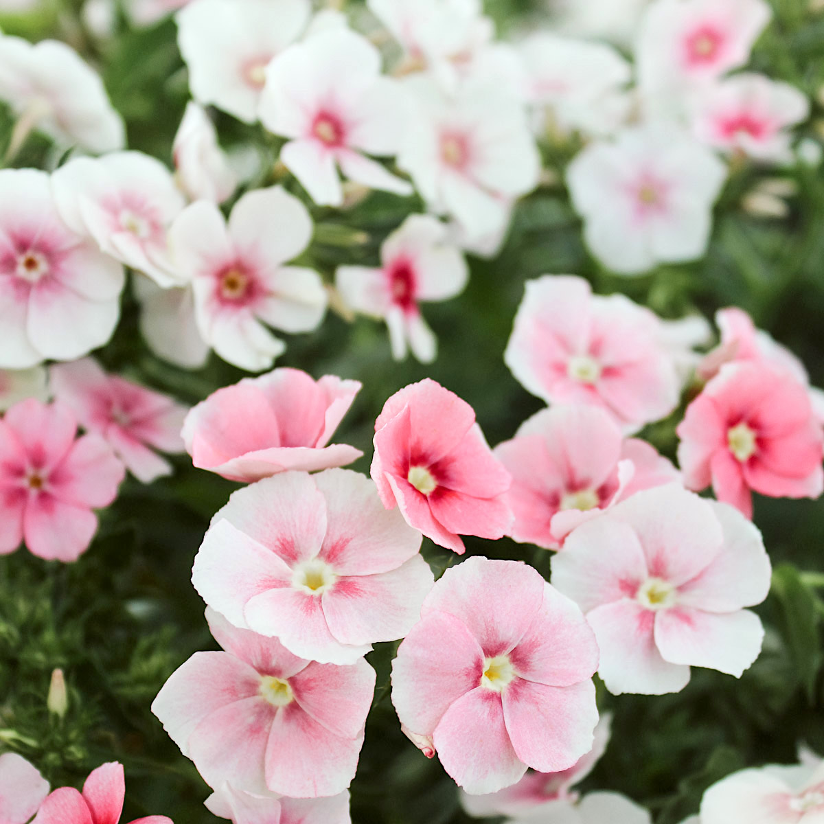 Phlox drummondii 'Blushing Bride' (Sommer-Phlox) - Jora Dahl