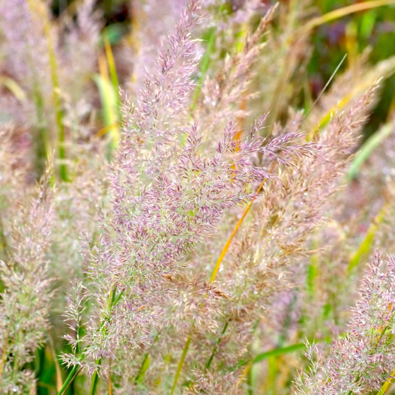Calamagrostis arundinacea var. brachytricha (Diamantgras) - Jora Dahl
