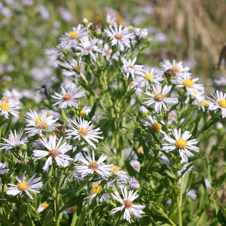 Kalimeris incisa 'Blue Star' (Aster) - Jora Dahl
