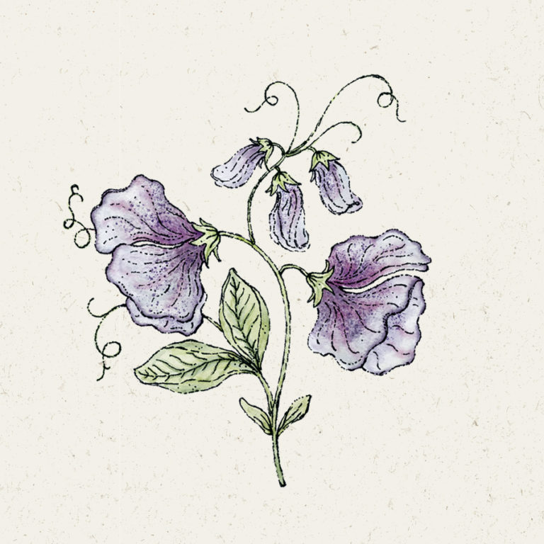 Lathyrus odoratus 'Nimbus' (Duftwicke) - Jora Dahl