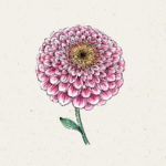 Zinnia elegans 'Zahara Double Raspberry Ripple' (Zinnie) - Jora Dahl