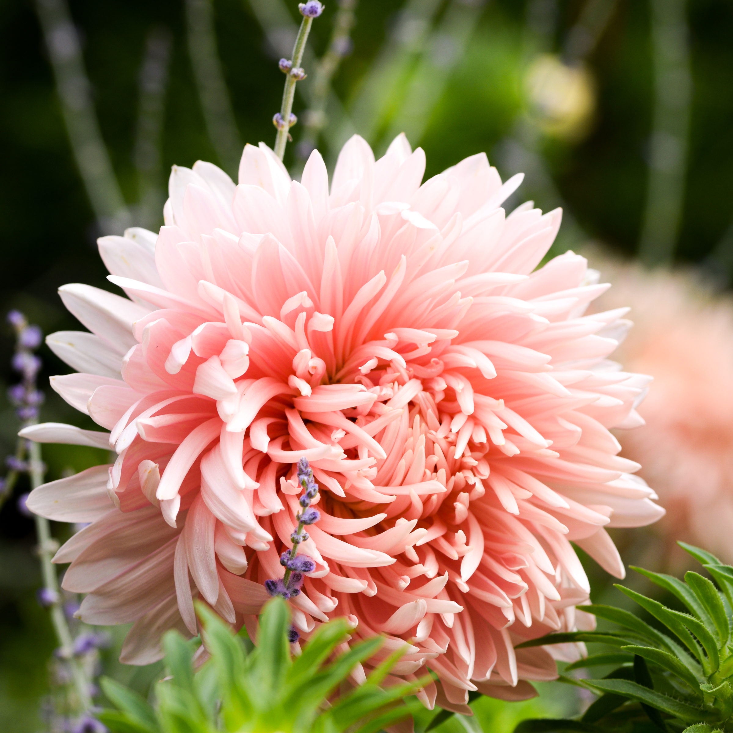 Callistephus chinensis 'King Size Apricot' (China Aster) - Jora Dahl