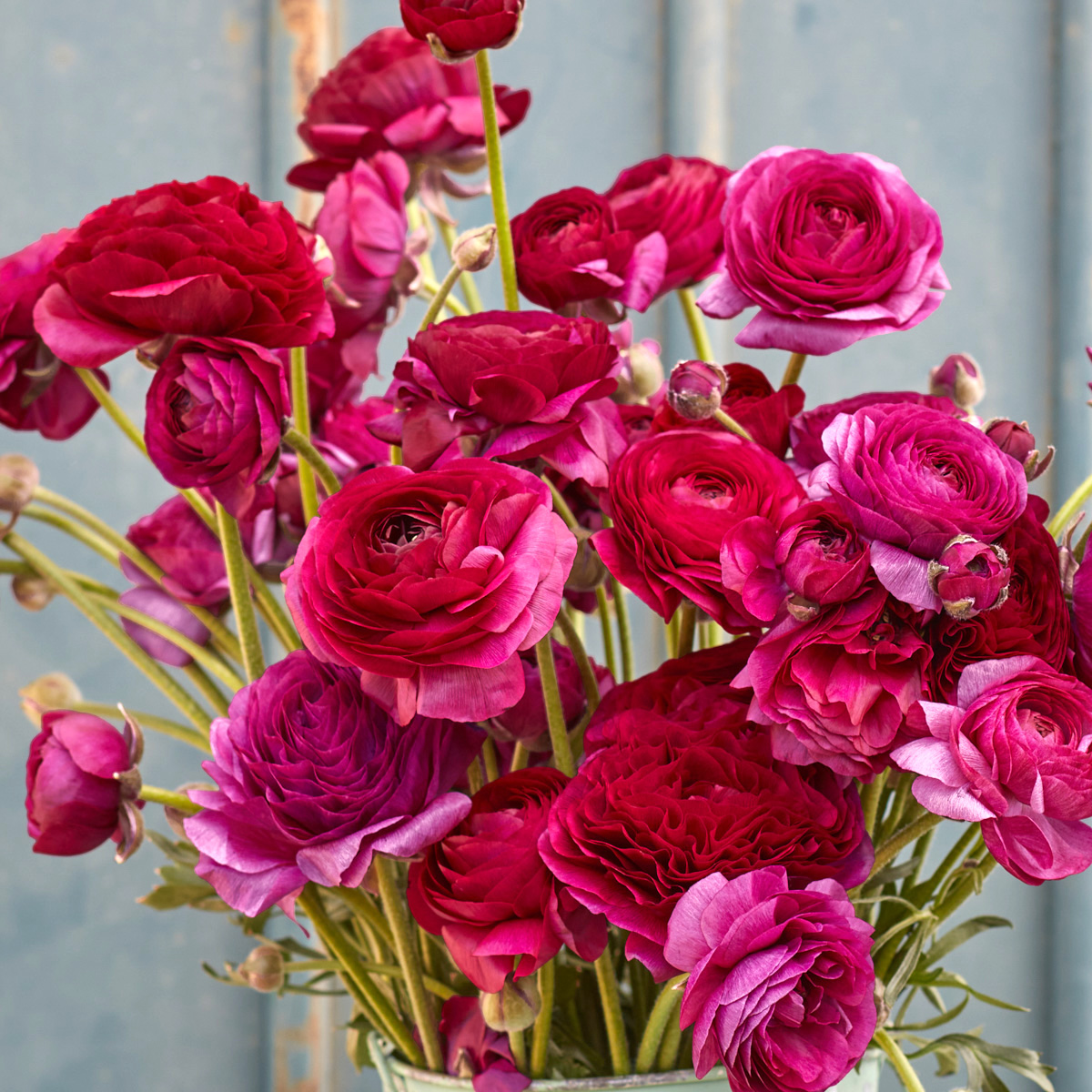 Ranunculus 'Violet' | Jora Dahl Gärten und Pflanzungen