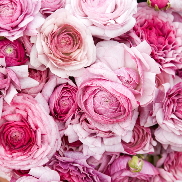 Ranunkeln - Jora Dahl