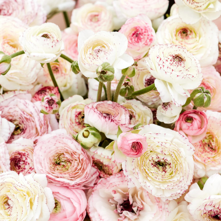 Ranunkel 'Chamellow' - Jora Dahl