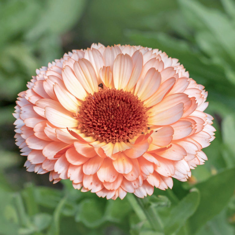 Anzucht für Anfänger: Ein einfacher Weg, Blumen aus Samen zu ziehen ...