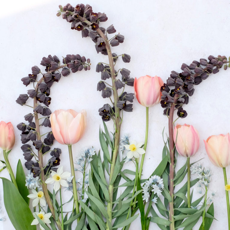 Tulpe 'Mango Charm' - Jora Dahl