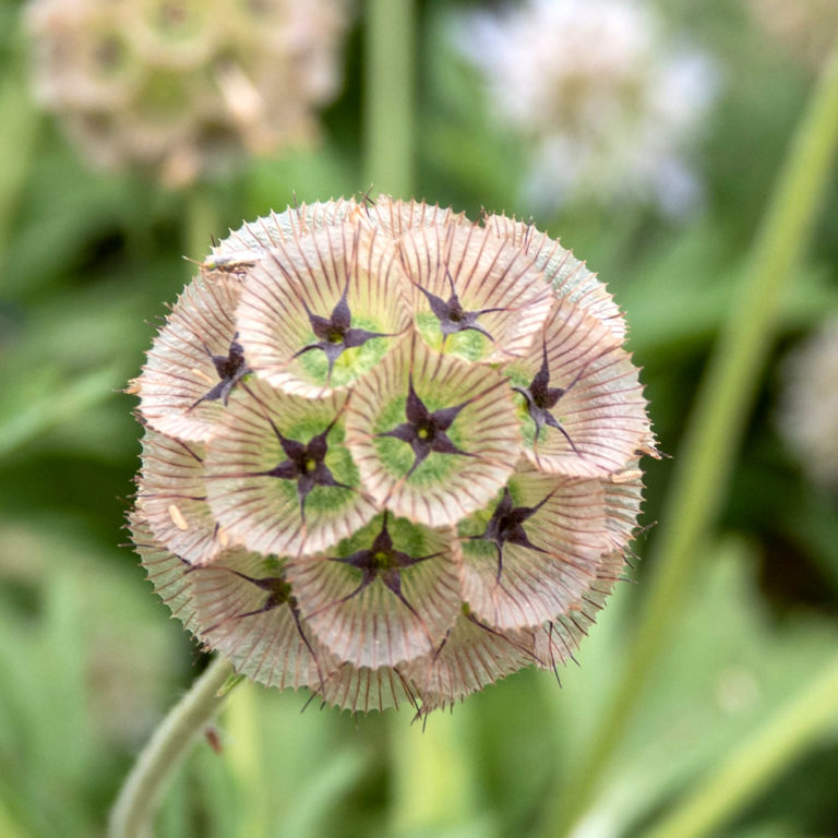 Scabiosa stellata 'Drumstick' (Skabiose) - Jora Dahl