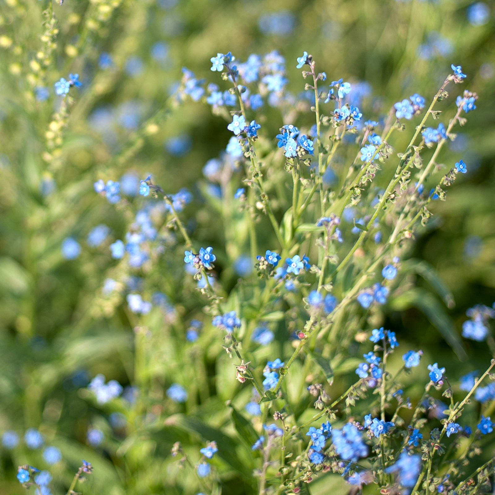 Cynoglossum amabile 'Firmament' (Chinese Forget-Me-Not) - Jora Dahl