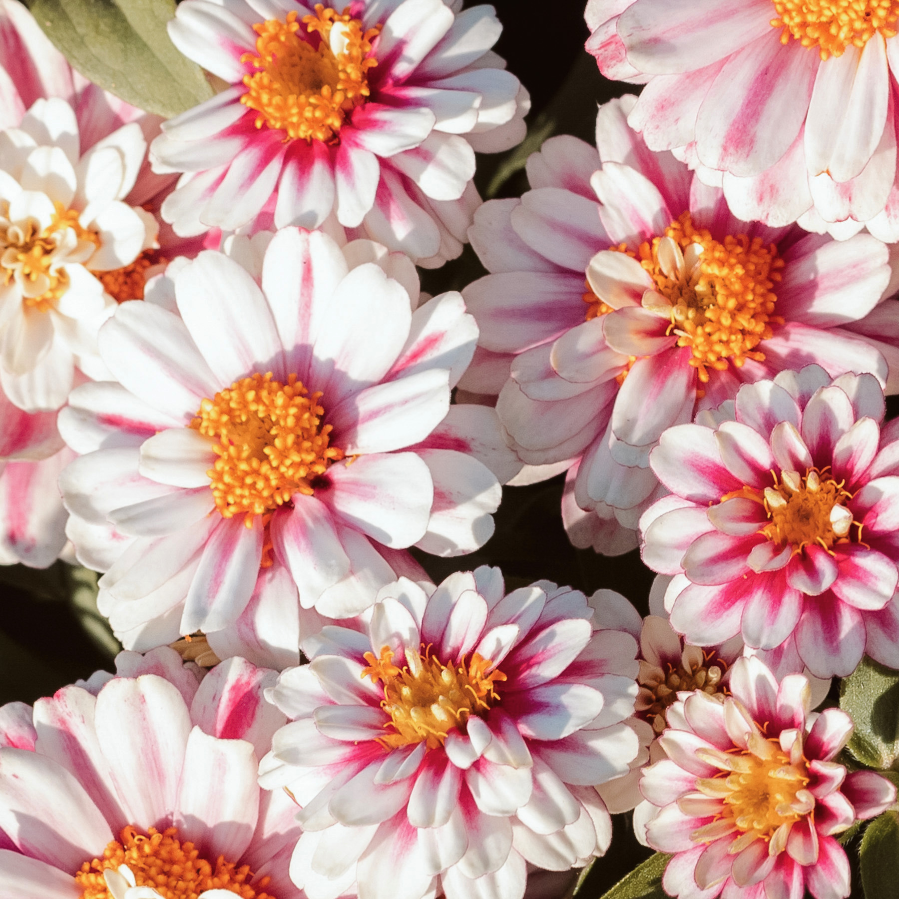 Zinnia elegans 'Zahara Double Raspberry Ripple' (Zinnie) - Blumensamen