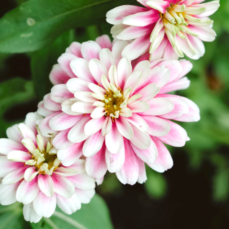 Zinnia elegans 'Zahara Double Raspberry Ripple' (Zinnie) - Jora Dahl