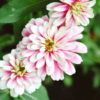 Zinnia elegans 'Zahara Double Raspberry Ripple' (Zinnie) - Jora Dahl