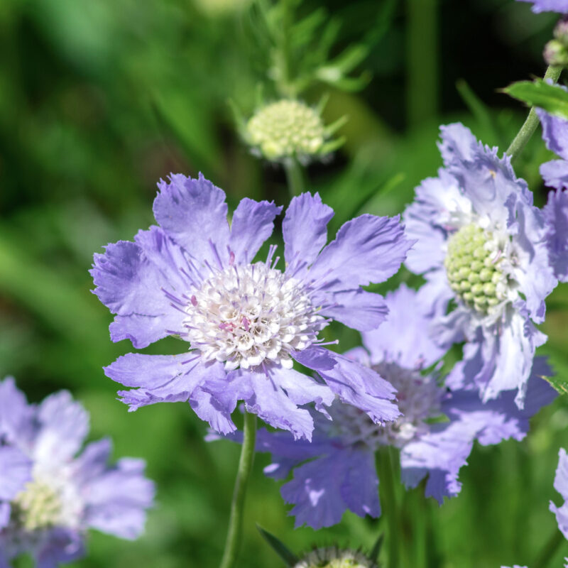 Scabiosa caucasica 'Blauer Atlas‘ (Scabious) - Jora Dahl