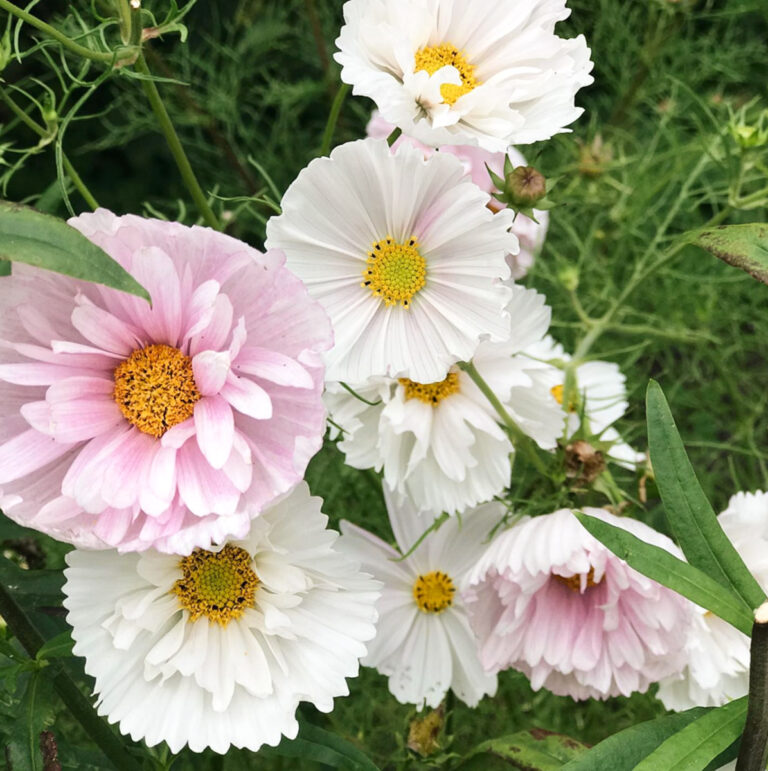 Cosmos bipinnatus 'Cupcake Blush' (Cosmos) - Jora Dahl