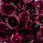 Ranunkel 'Black' - Jora Dahl