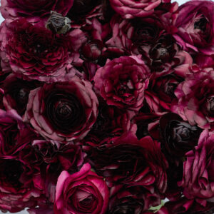 Ranunkel 'Black' - Jora Dahl