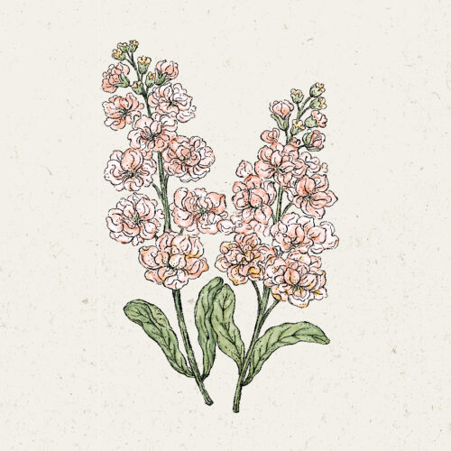 Matthiola Incana 'Iron Apricot' (Levkoje) - Jora Dahl