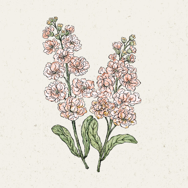 Matthiola Incana 'Iron Apricot' (Levkoje) - Jora Dahl