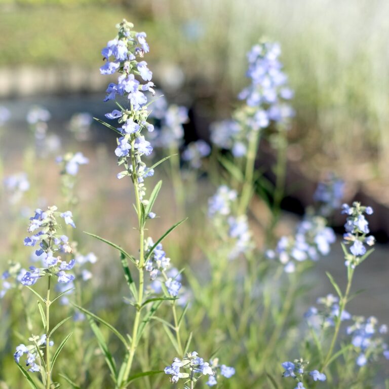 Salvia azurea 'Grandiflora' (Pitcher Sage) - Jora Dahl