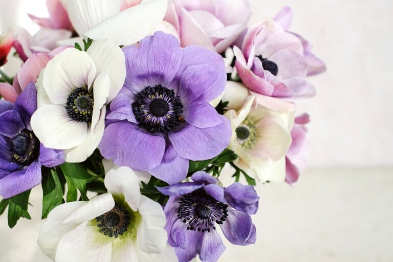 Anemonen pflanzen, pflegen & ernten